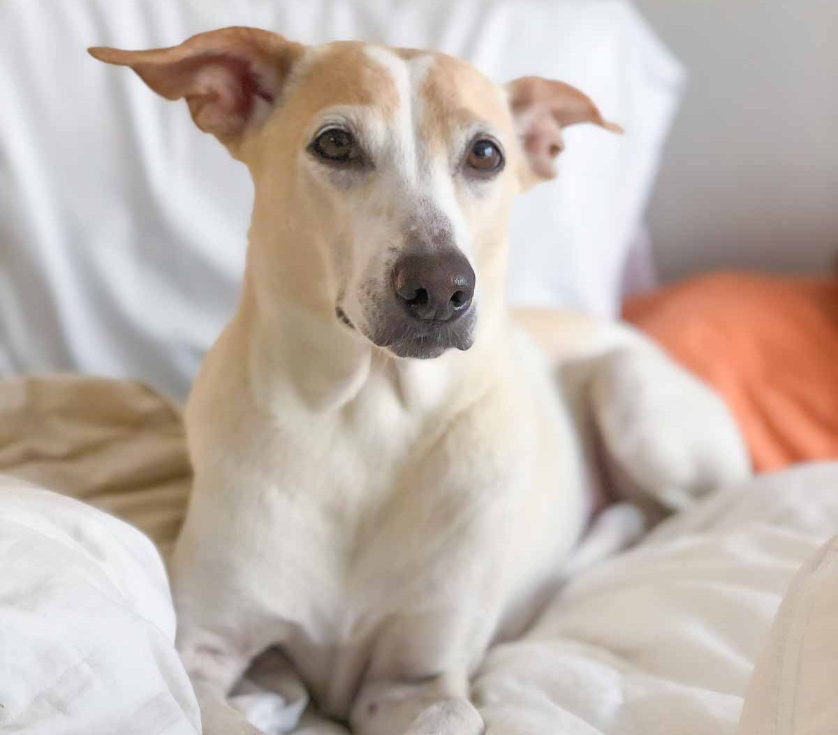 Zelda - The Dog | Kunal Sajnani Photography